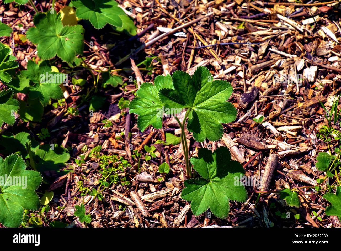 Alchemilla vulgaris, lady's mantle, herbaceous perennial plant. Green ...