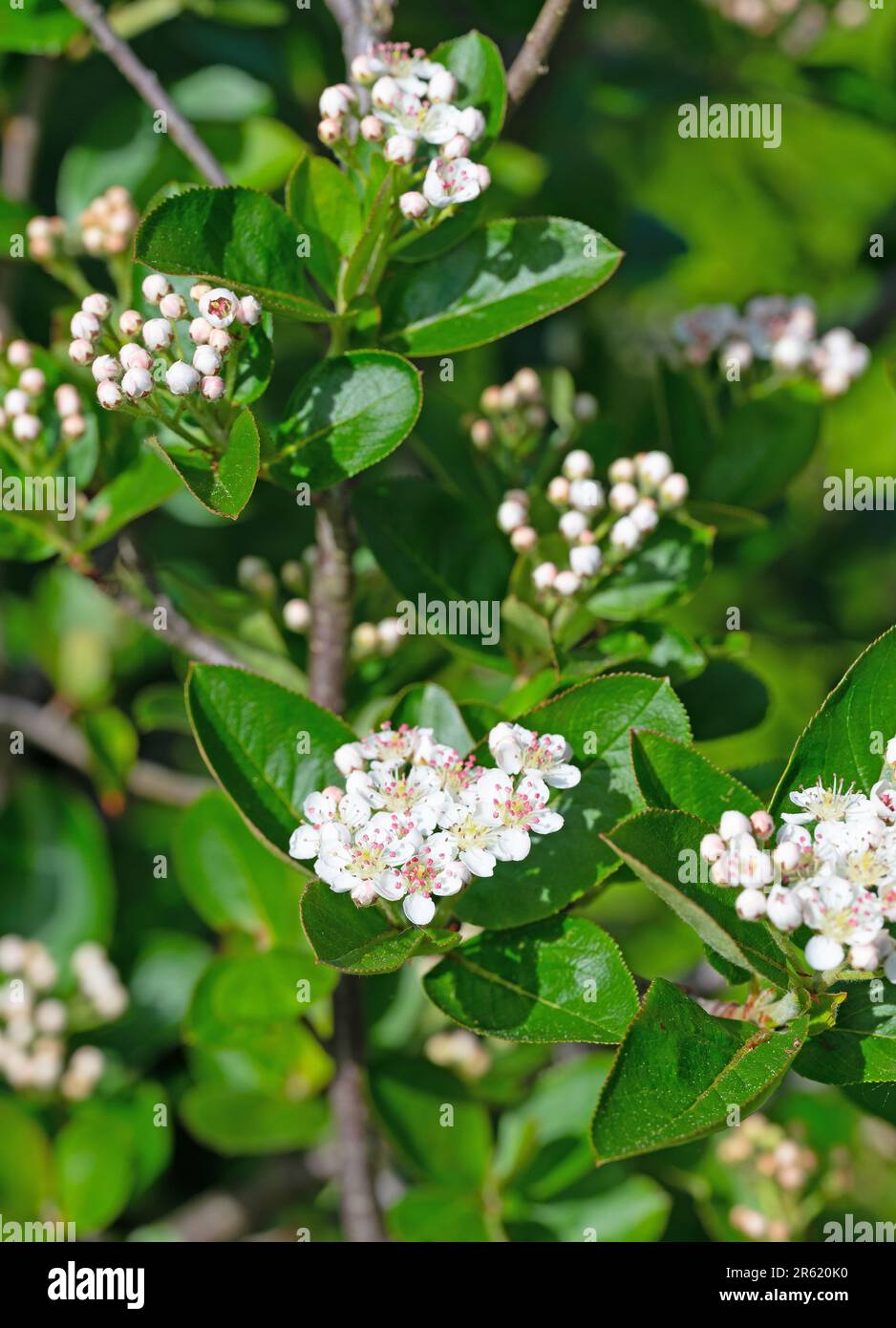 Flowering black chokeberry hi-res stock photography and images - Alamy