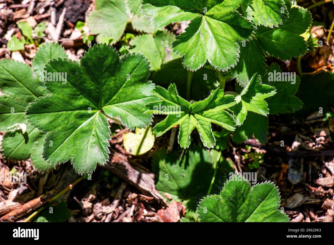 Alchemilla vulgaris, lady's mantle, herbaceous perennial plant. Green ...