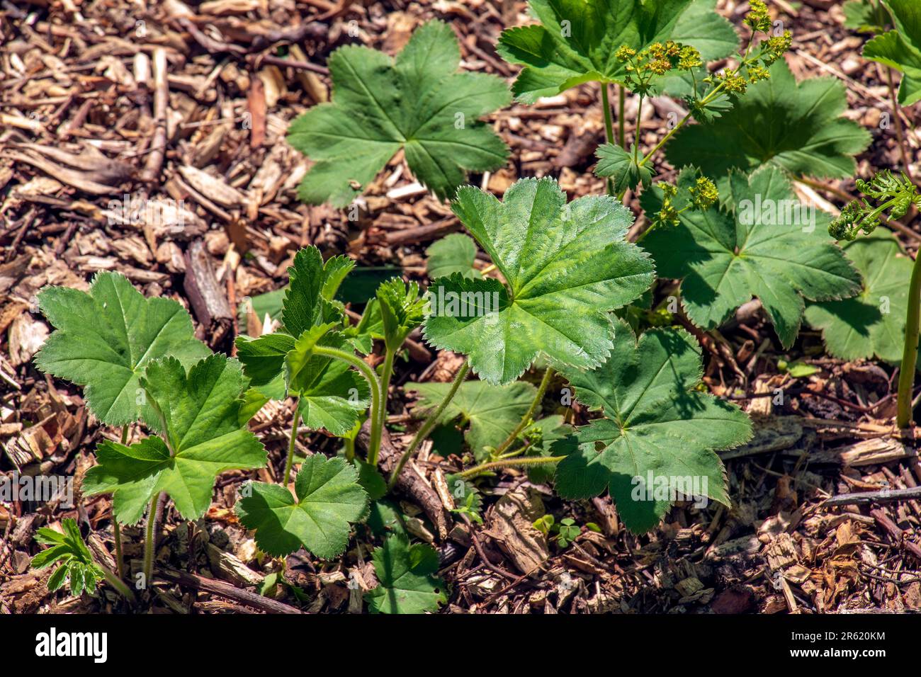 Alchemilla vulgaris, lady's mantle, herbaceous perennial plant. Green ...