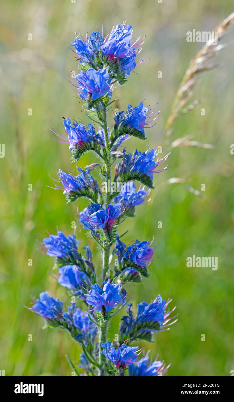 Flowering blue viper's bugloss, Echium vulgare Stock Photo - Alamy