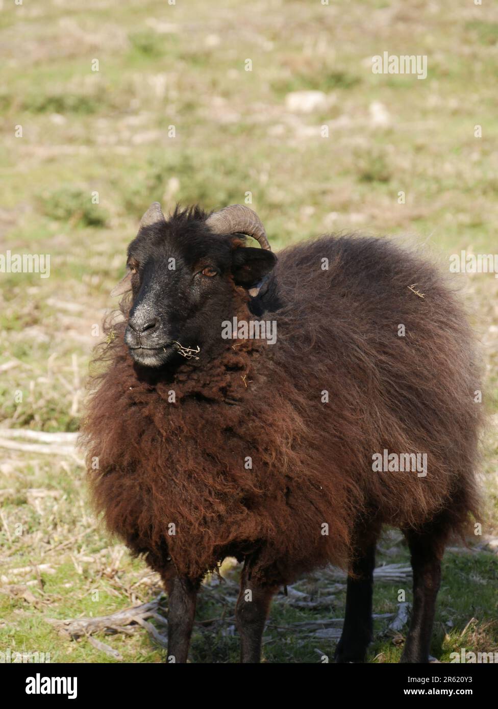 Grazing for sheep hi-res stock photography and images - Alamy