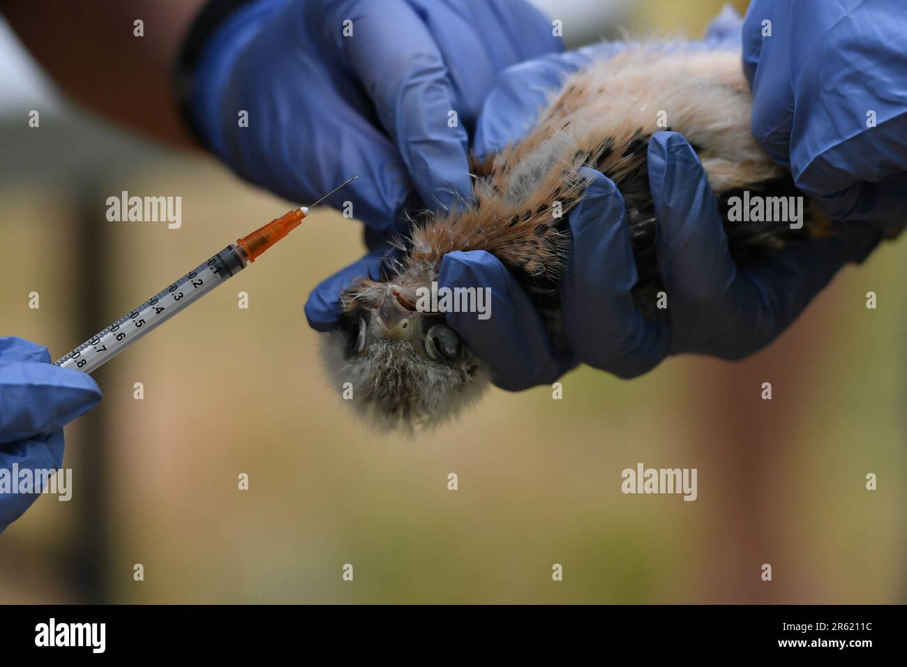 How to take photo of a bird hi-res stock photography and images - Alamy