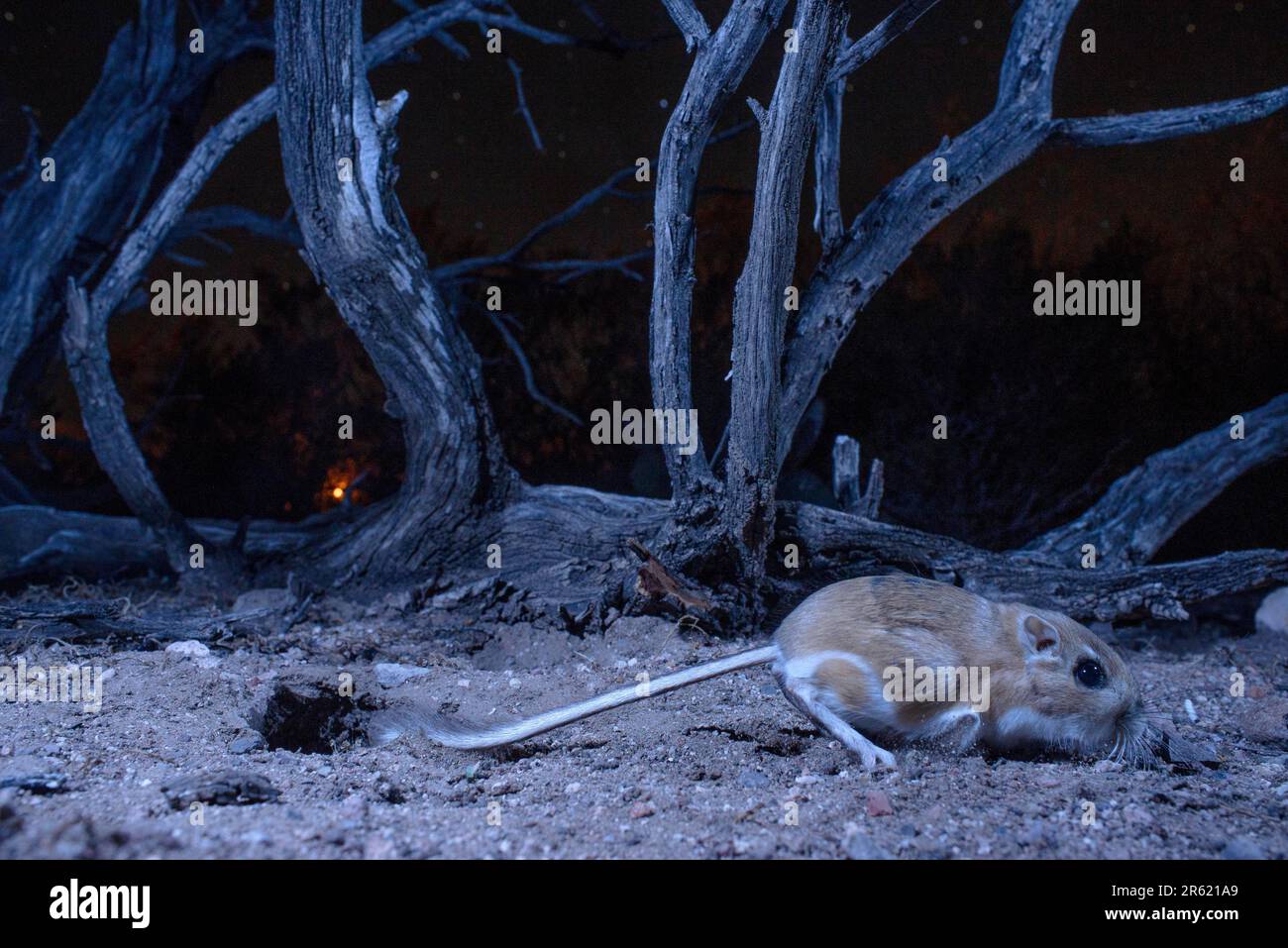 Merriam's Kangaroo Rat, Socorro, New Mexico, USA Stock Photo - Alamy