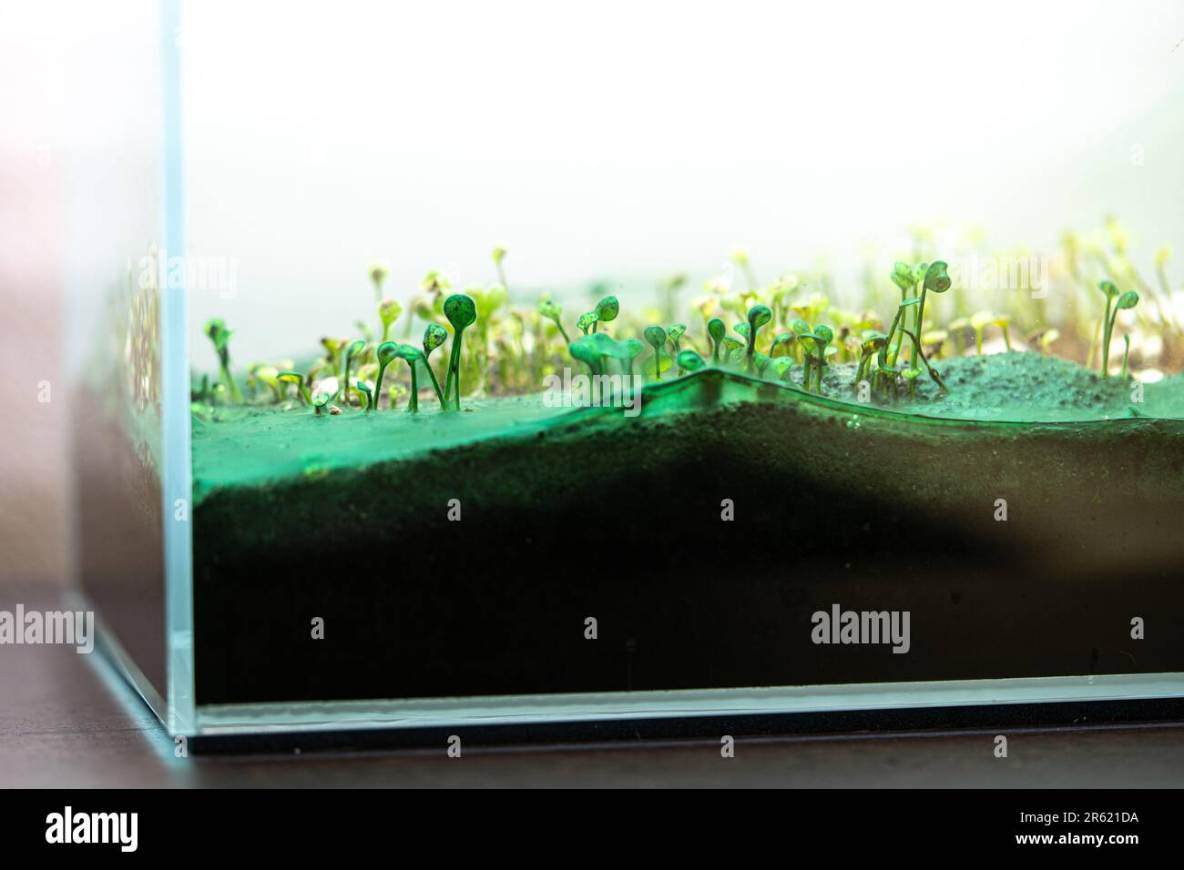 Blue-green algae in the home planted aquarium. A close-up shot of ...