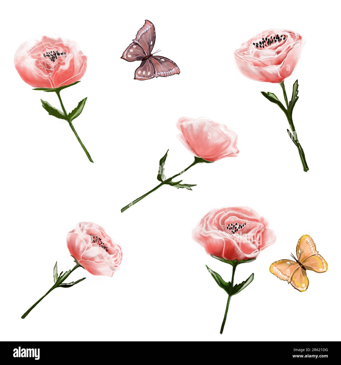 Detailed roses hi-res stock photography and images - Alamy