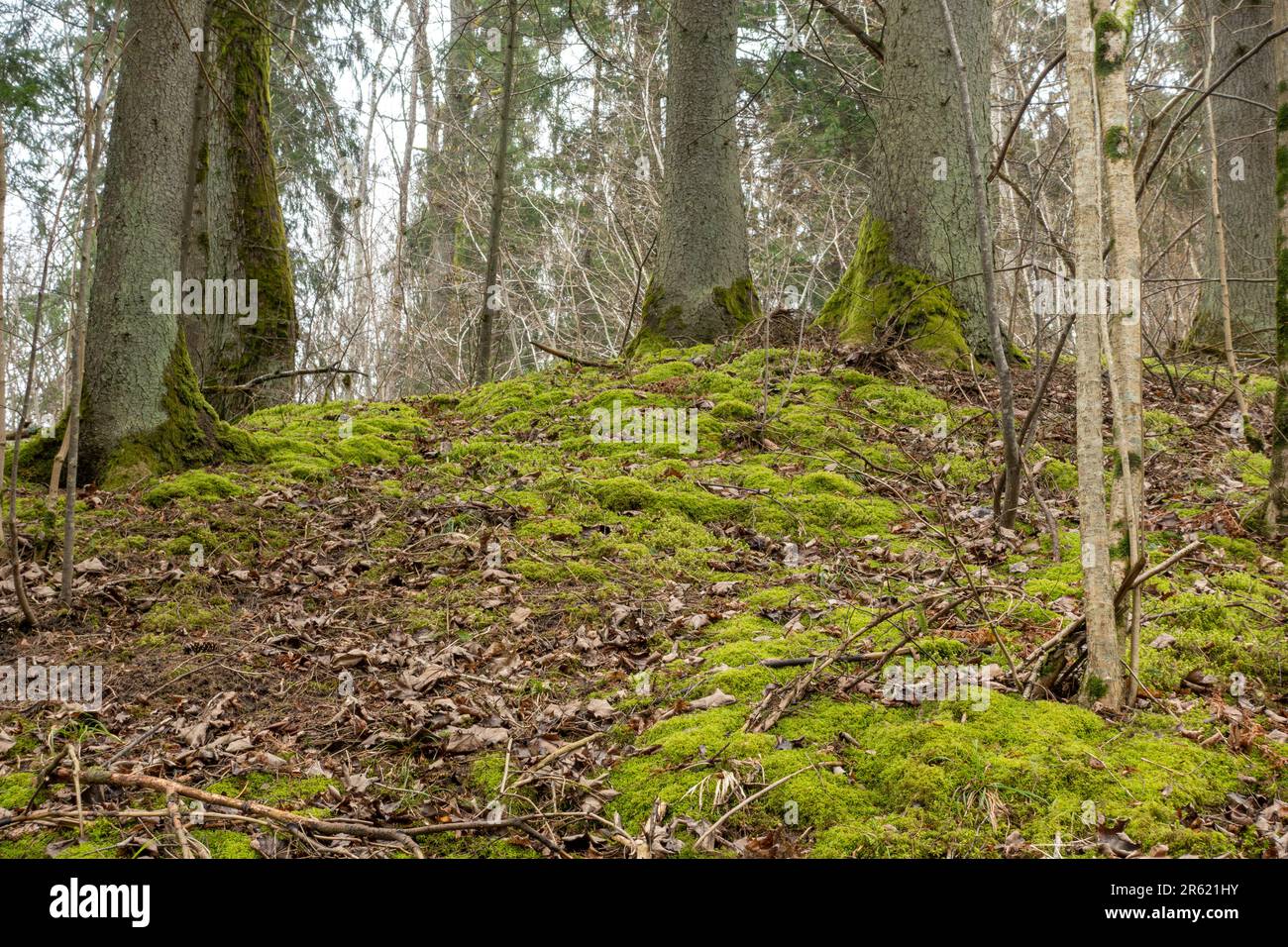 Forest background. Spring forrest nature close-up view Stock Photo - Alamy