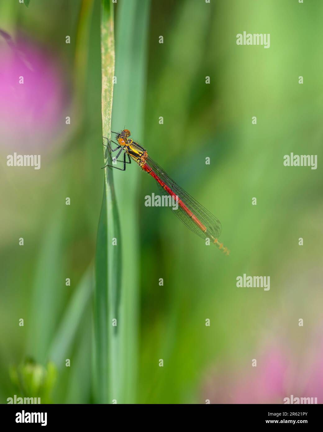 The Large red damselfly, Pyrrhosoma nymphula, is a species of ...
