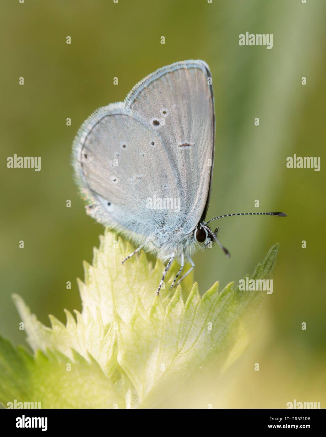 Small blue butterfly - Cupido minimus - resting on a blossom of the ...