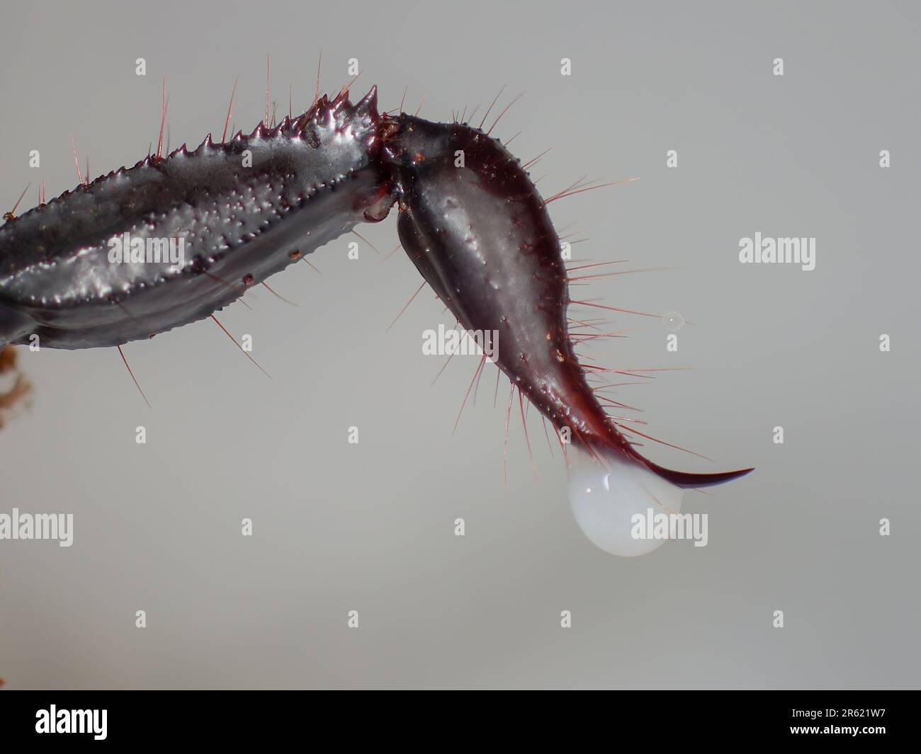 Stingray barb hi-res stock photography and images - Alamy