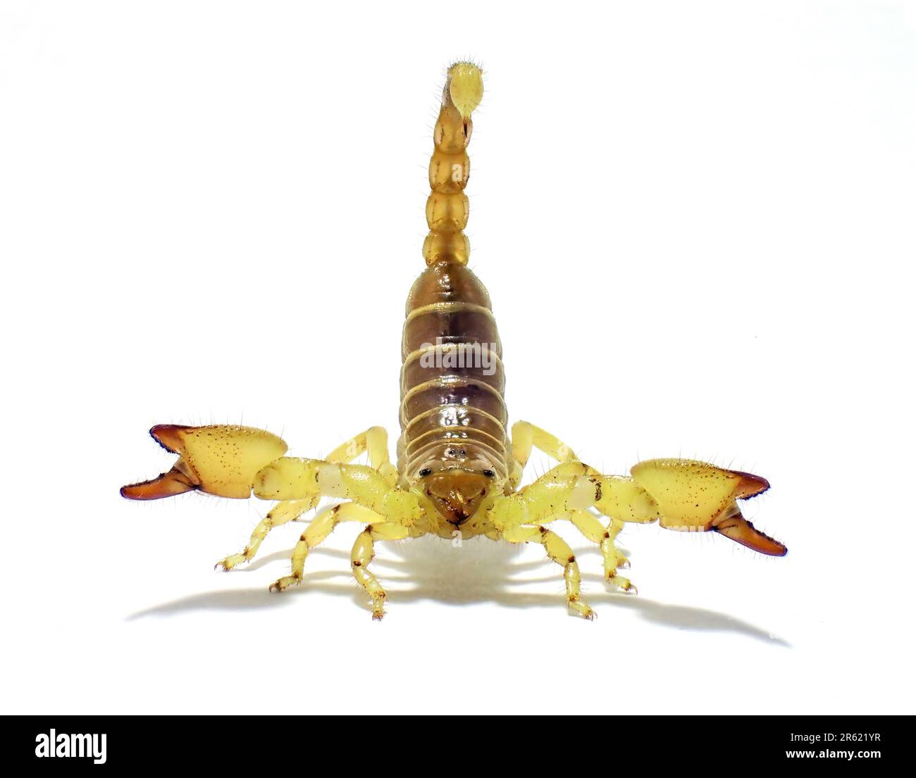 A closeup of a venomous scorpion on a white background Stock Photo - Alamy