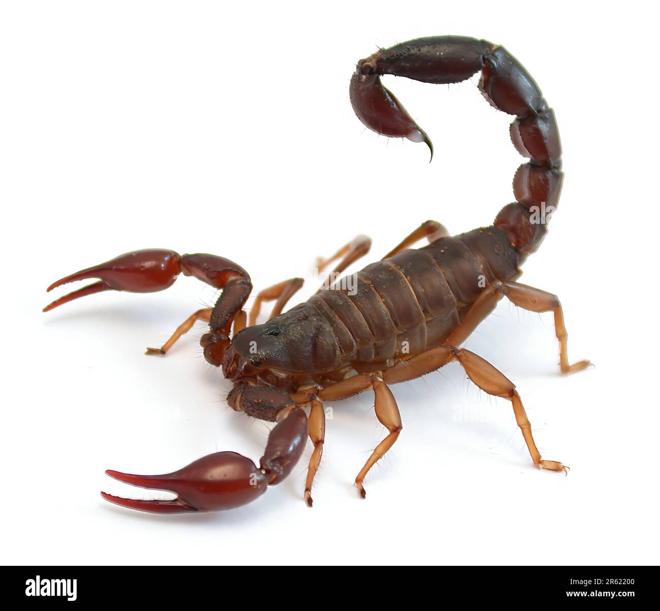 Brown scorpion with yellow tips and claws, standing on a white ...