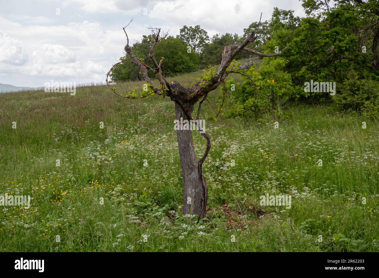 Vite maritata, or married vine, ancient method of growing grape vines ...