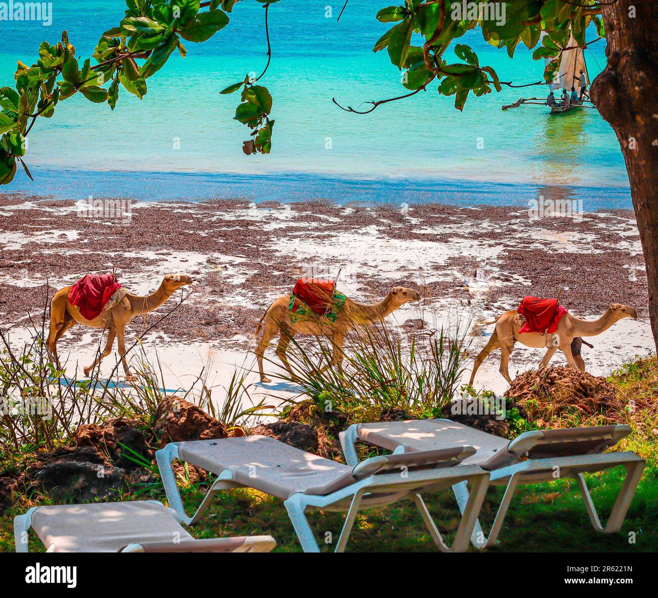 A landscape shot of three camels walking along the scenic blue Diani ...