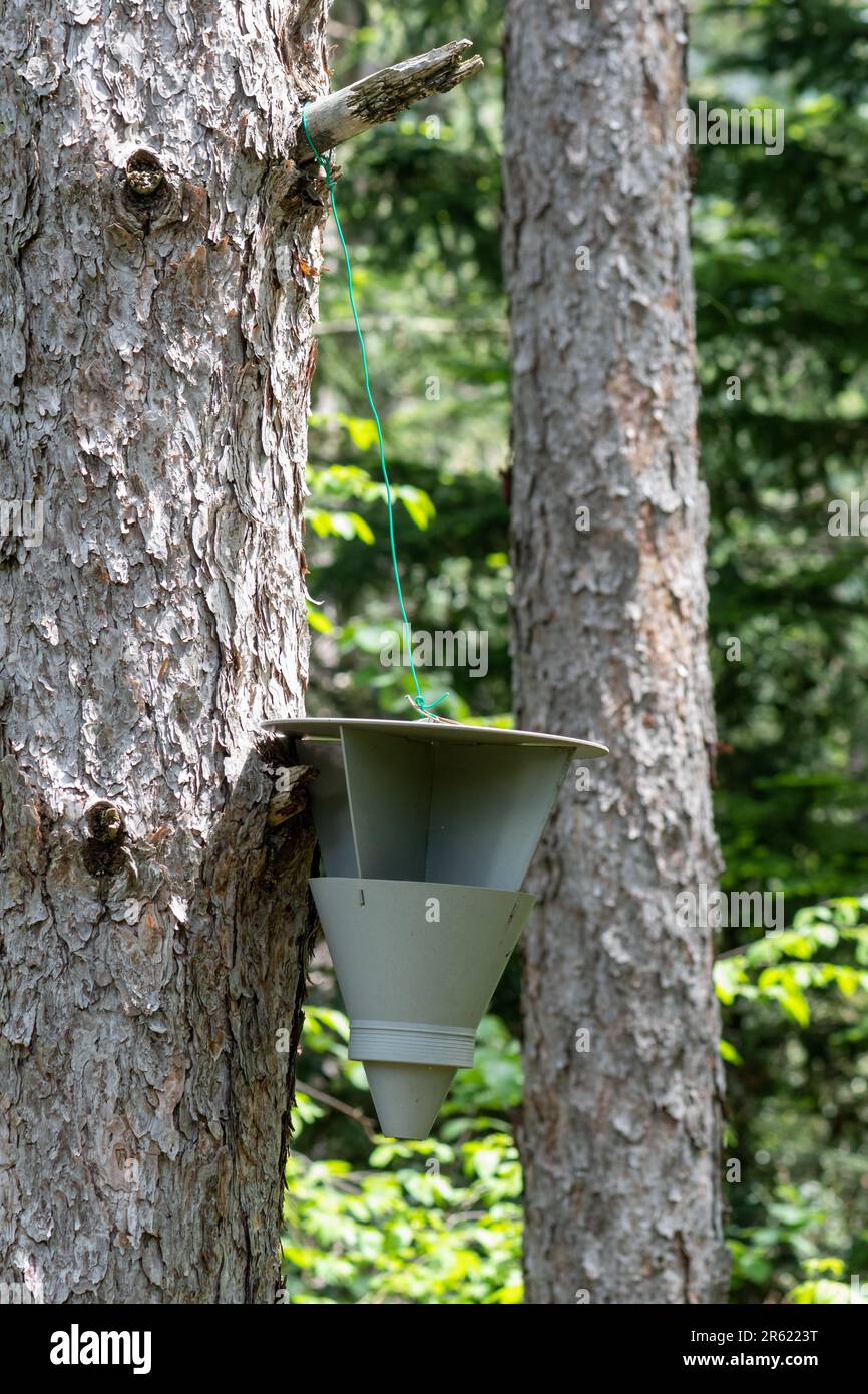 A trap for pine processionary moth caterpillars hung in a pine tree in ...