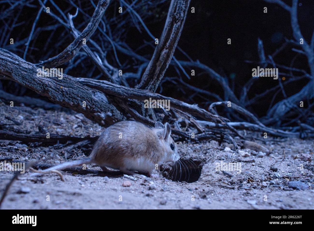 Grasshopper mouse hi-res stock photography and images - Alamy