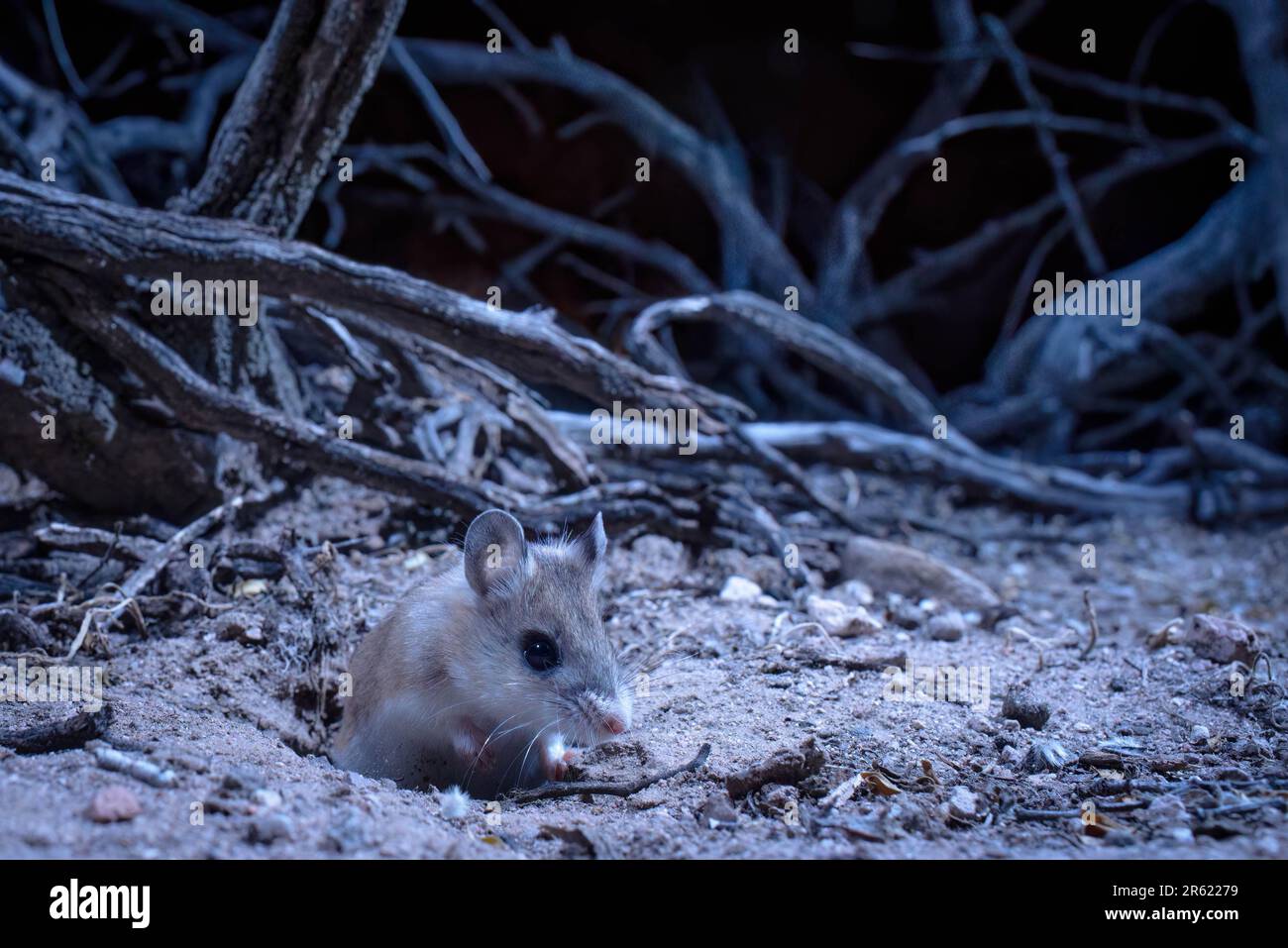 Grasshopper mouse hi-res stock photography and images - Alamy