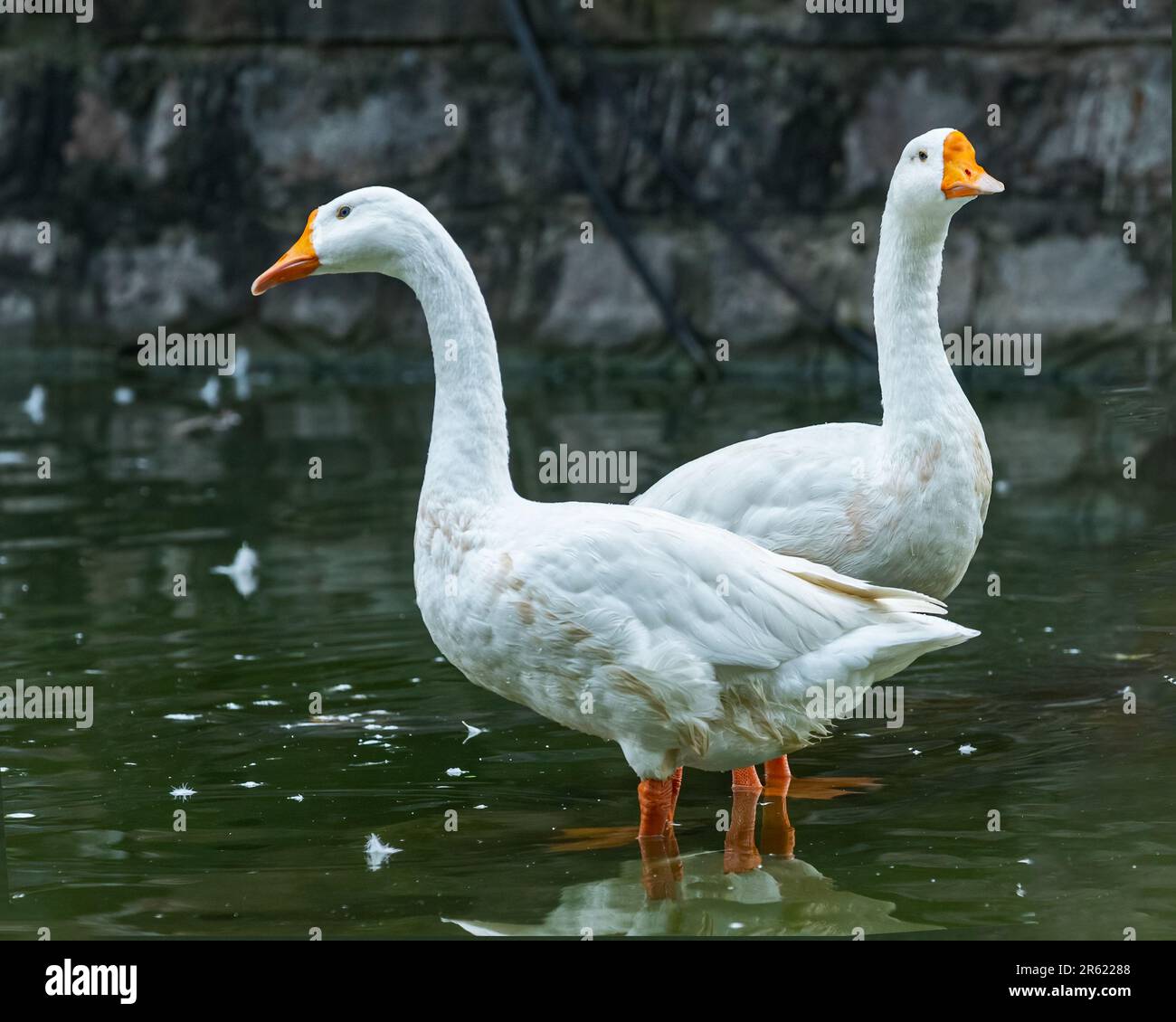 Two Canadian geese are standing in a tranquil pond, gazing up with ...