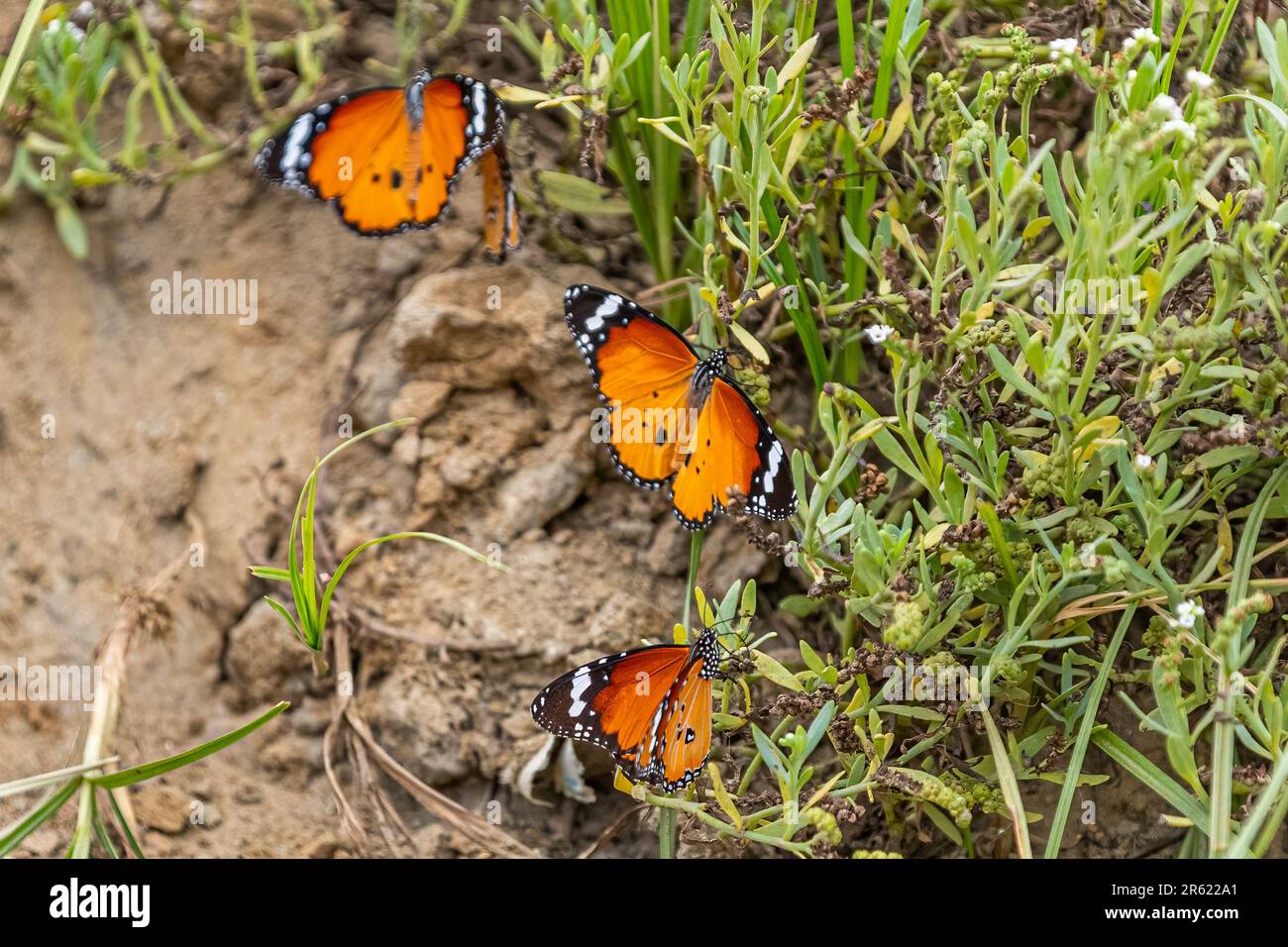Three butterflies flutter hi-res stock photography and images - Alamy