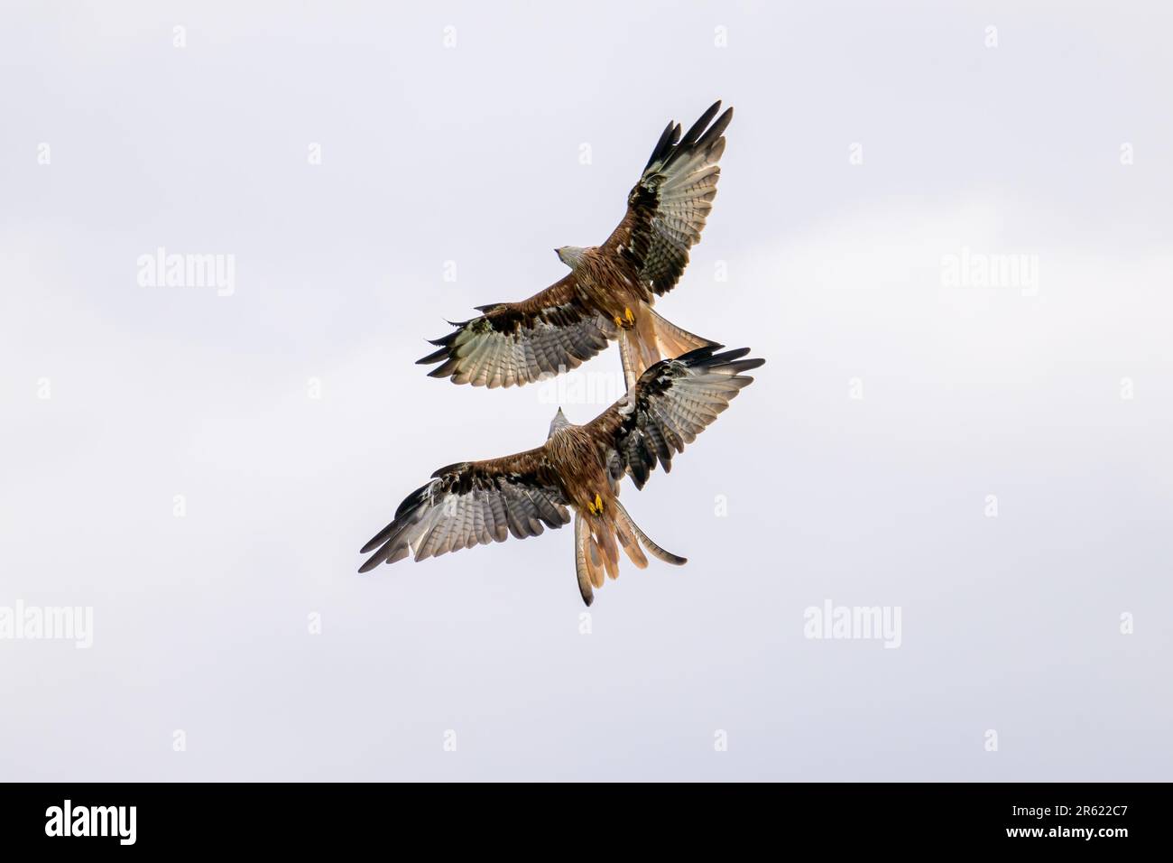 Two majestic red kites soaring through the sky in perfect unison, their ...