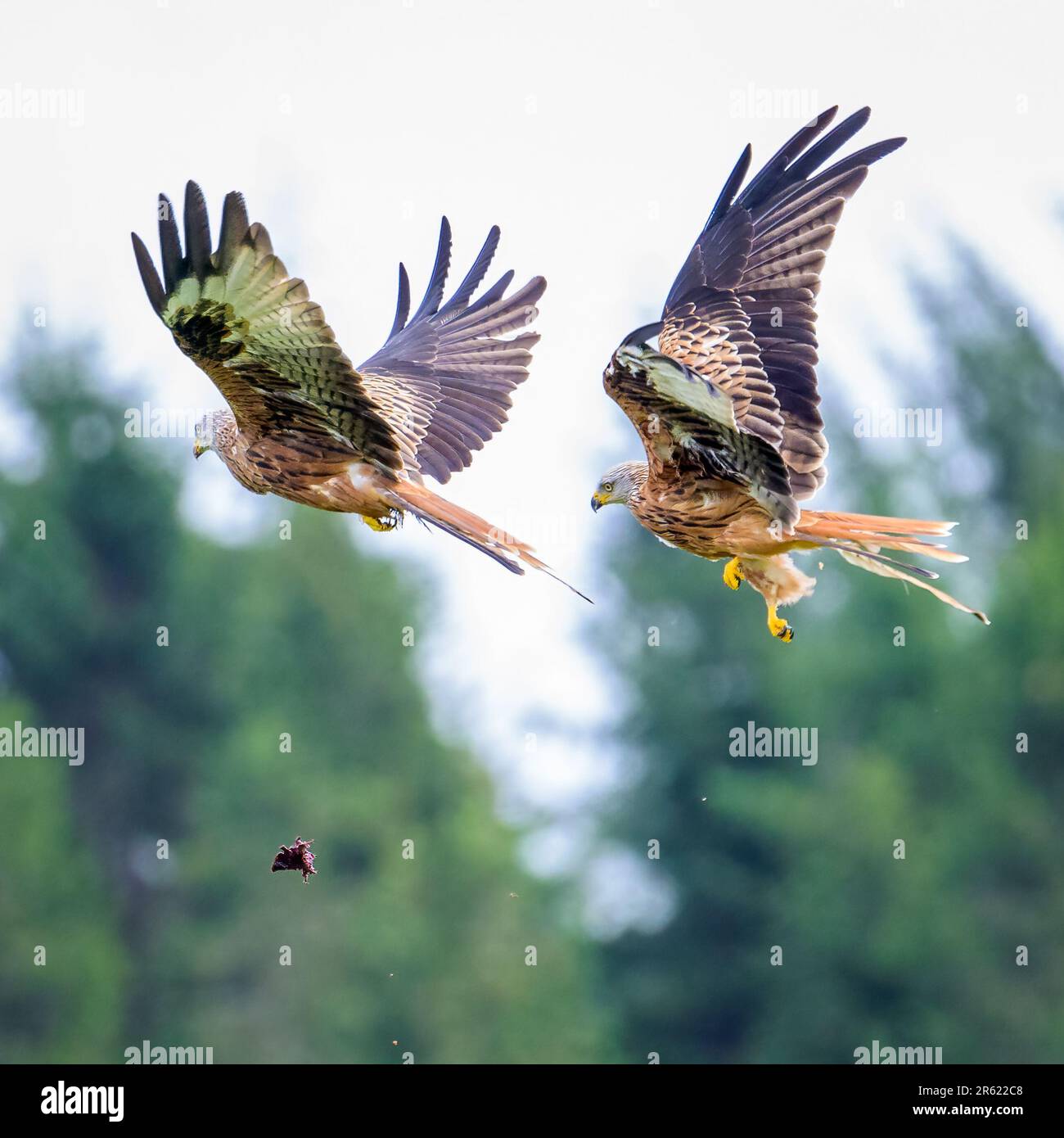 Two majestic red kites soaring through the sky in perfect unison, their ...