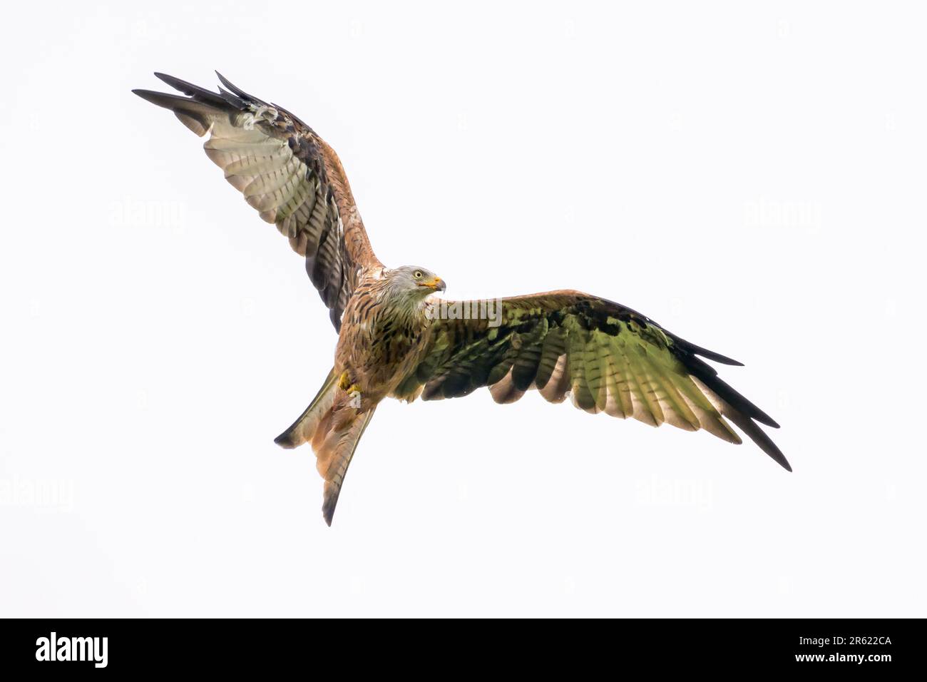 A vibrant red kite mid-flight with wings fully extended, soaring ...