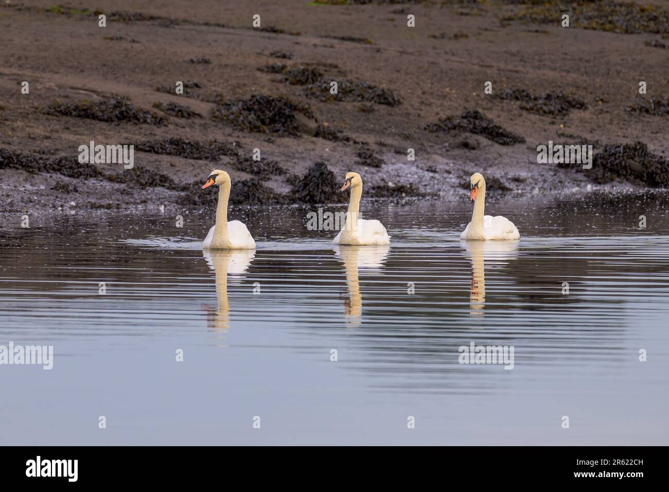 Three swans glide gracefully in tranquil shallow river water, their ...