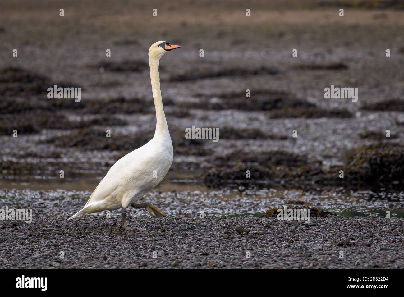 A majestic white swan stands in a shallow mud pool surrounded by lush ...