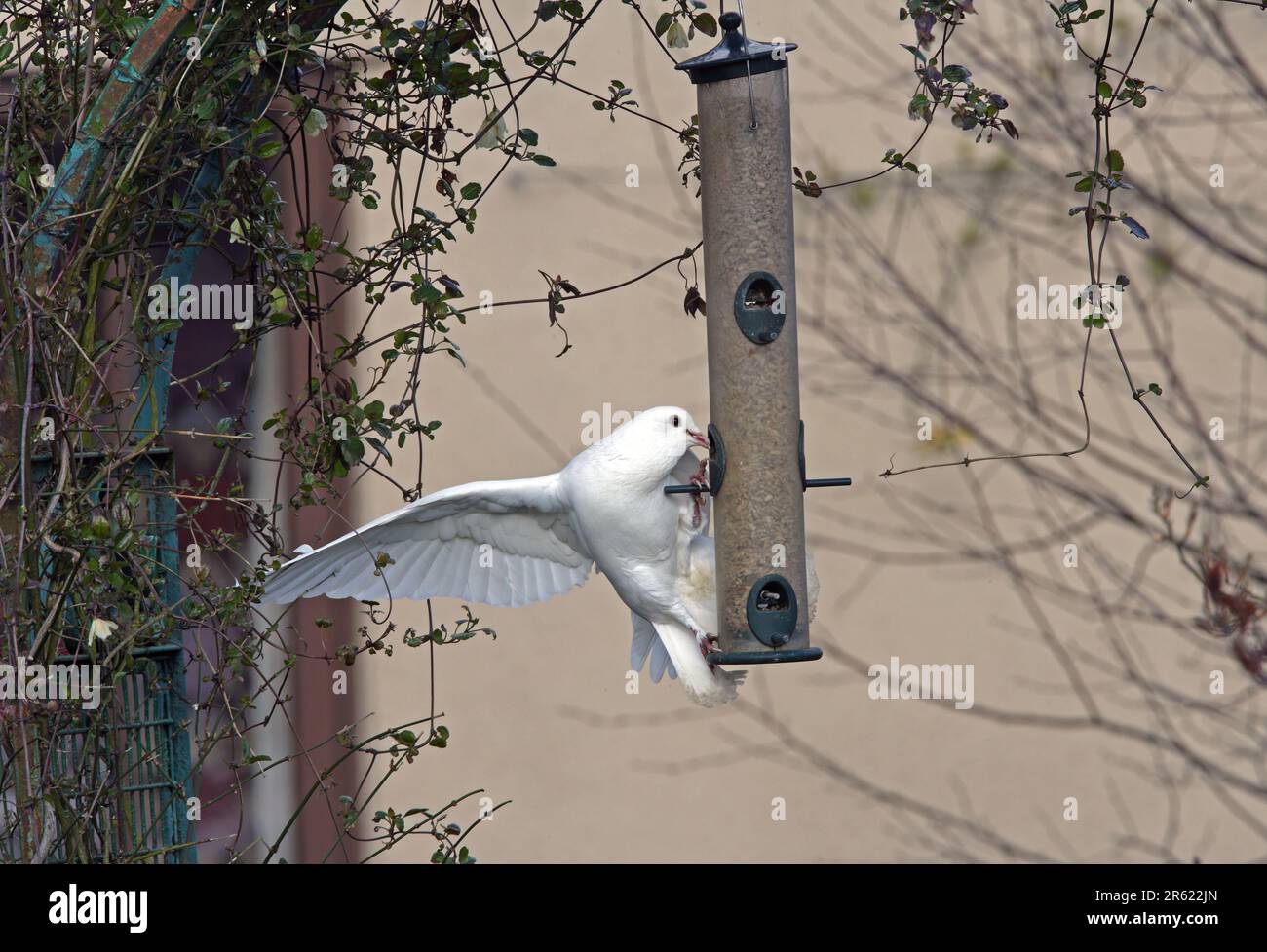 Domestic Dove (Columba livia) adult feeding at hanging bird feeder ...