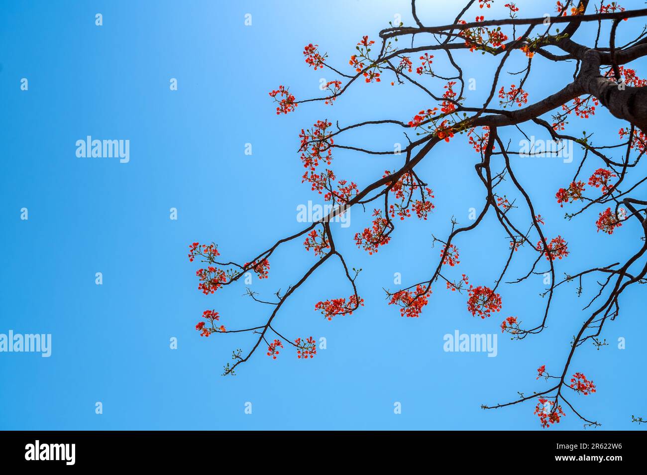 Gulmohar flowers fully bloomed on tree with blue sky. This flower also ...