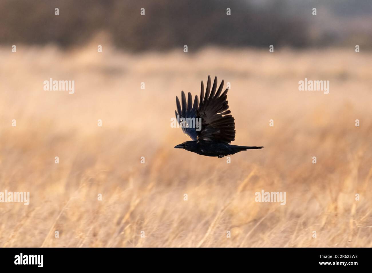 A black bird glides through the air above a golden field of tall, dry ...