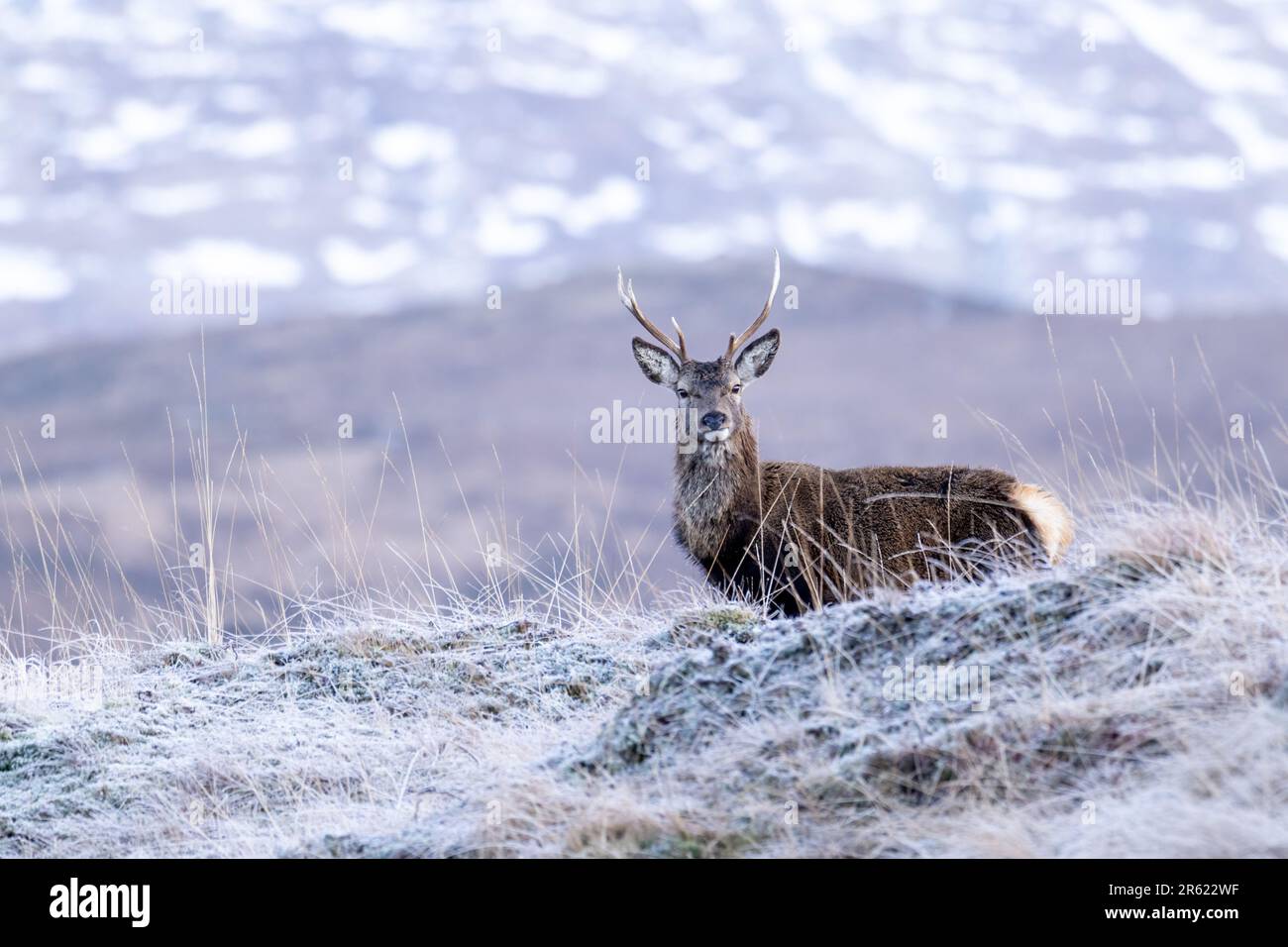 A stunning Red Deer Stag stands proudly with its majestic set of ...