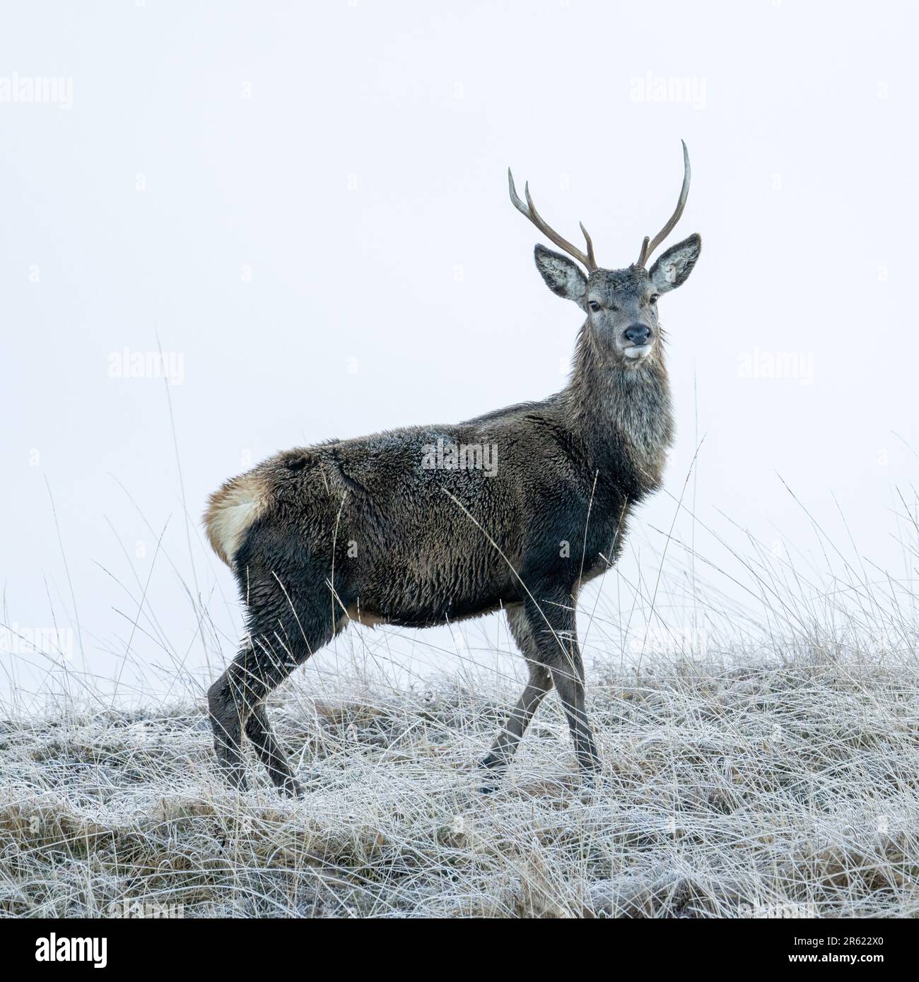 A majestic red deer stag standing atop a hilly meadow blanketed with a ...
