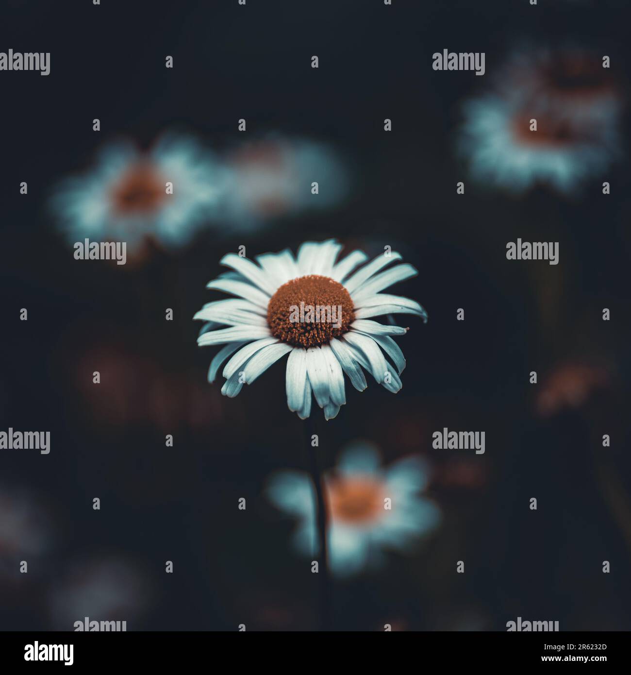 Beautiful white daisy in full bloom. Pure, delicate, and elegant. Ideal ...