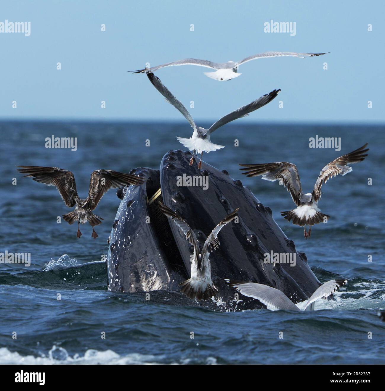A magnificent humpback whale surrounded by a flock of gulls Stock Photo - Alamy