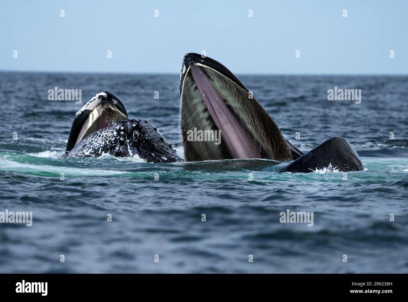 Two humpback whales are actively searching for food in the ocean Stock ...