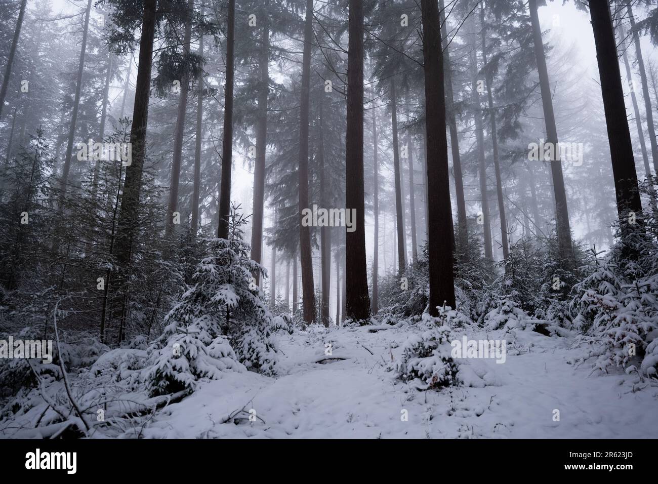 Majestic snowy woodlands hi-res stock photography and images - Alamy