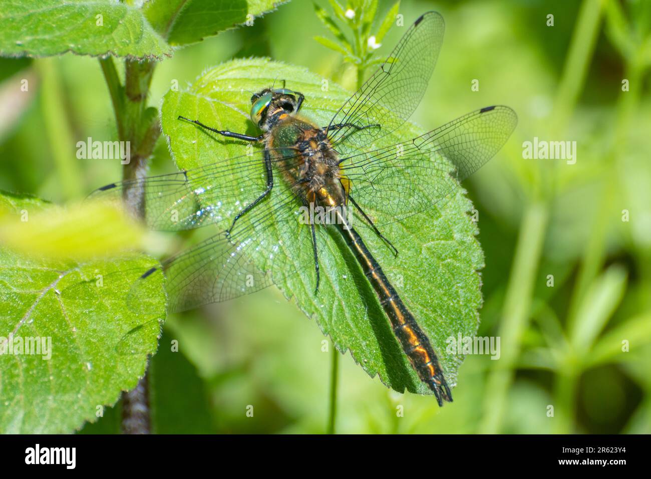 Downy emerald dragonfly (Cordulia aenea) resting on leaf in Hampshire ...