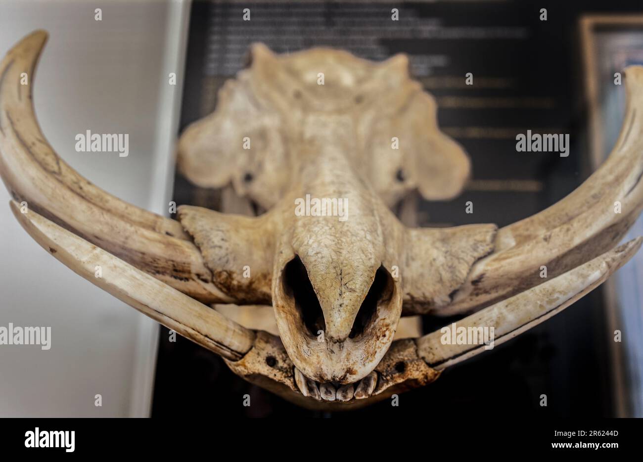 Coimbra, Portugal - Sept 6th 2019: Common warthog skull. Science Museum ...