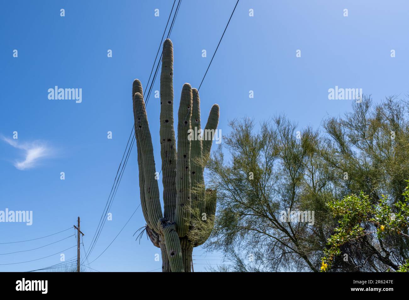 large mature saguaro cactus with power lines going through the arms of ...