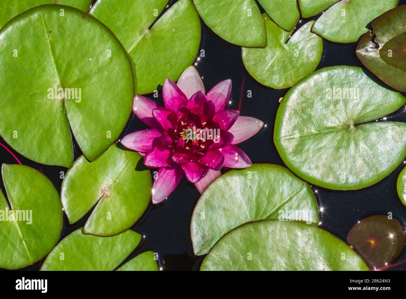 Pink flower hedge background image Stock Photo - Alamy