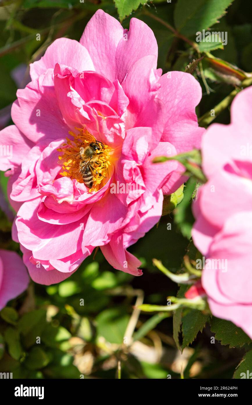 Workaholic bee hi-res stock photography and images - Alamy