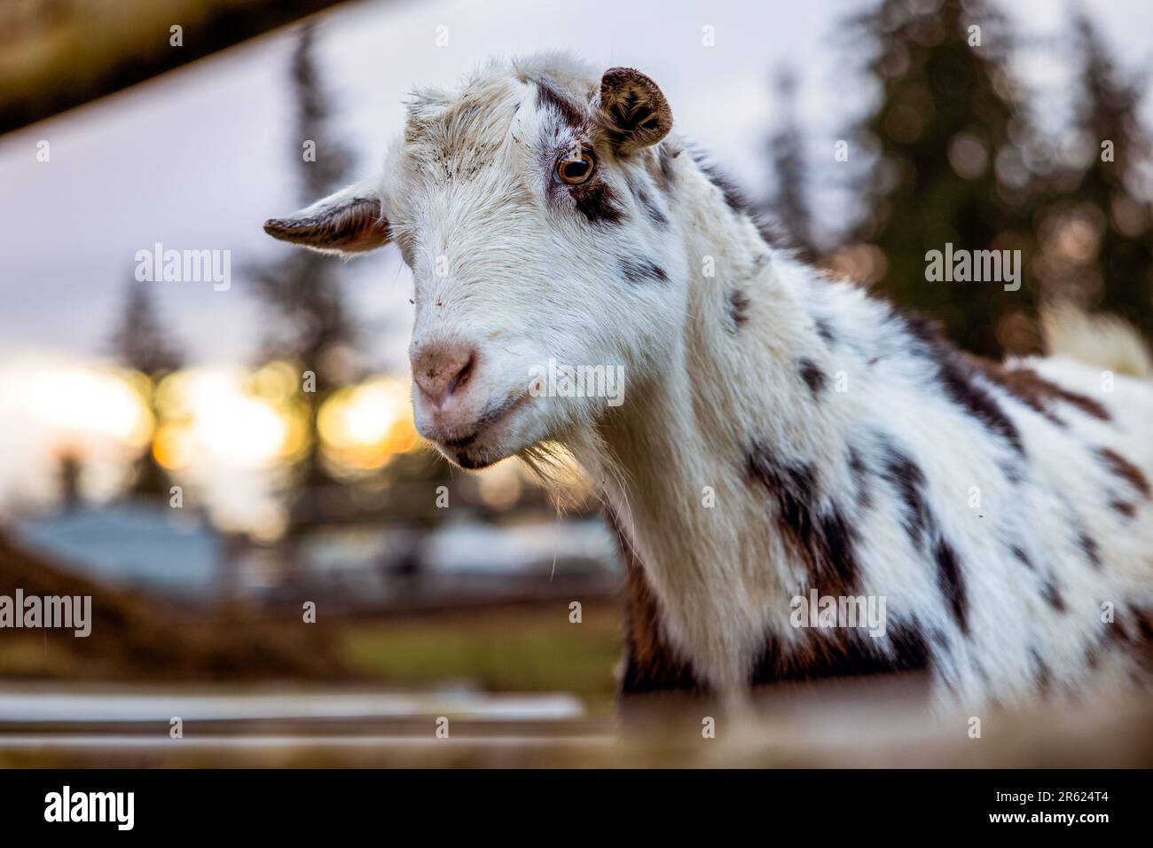 A curious animal lying in an alert position, looking around the camera ...