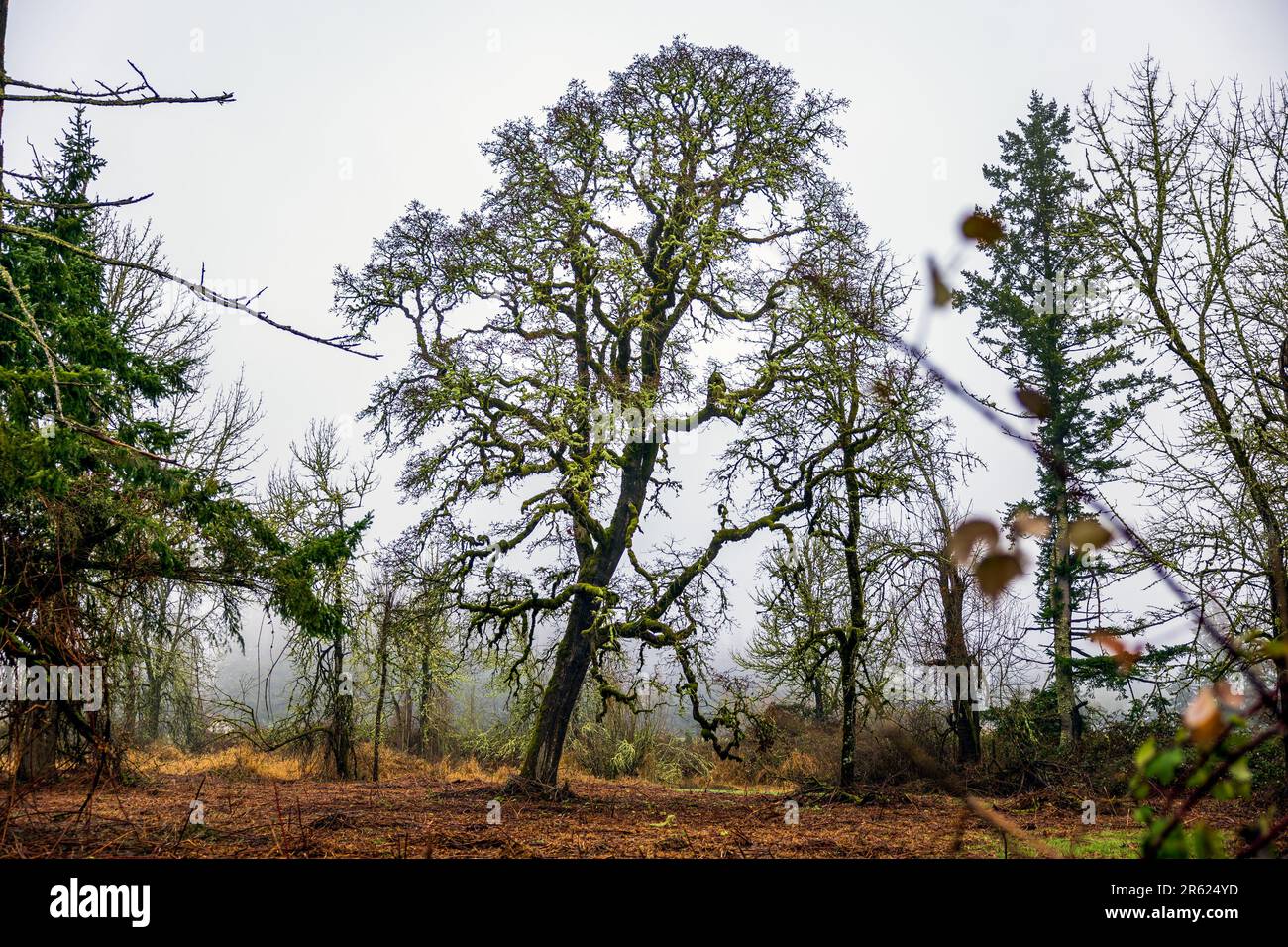 A scenic image of a forest clearing, featuring a number of fallen trees ...