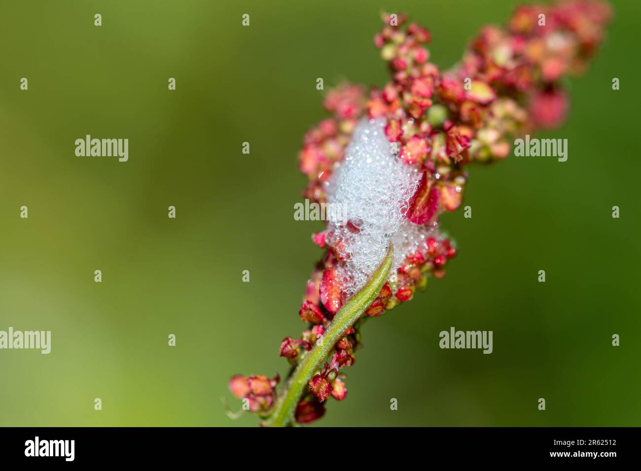 Cuckoo spit, a white frothy liquid secreted by the nymphs of a sap ...
