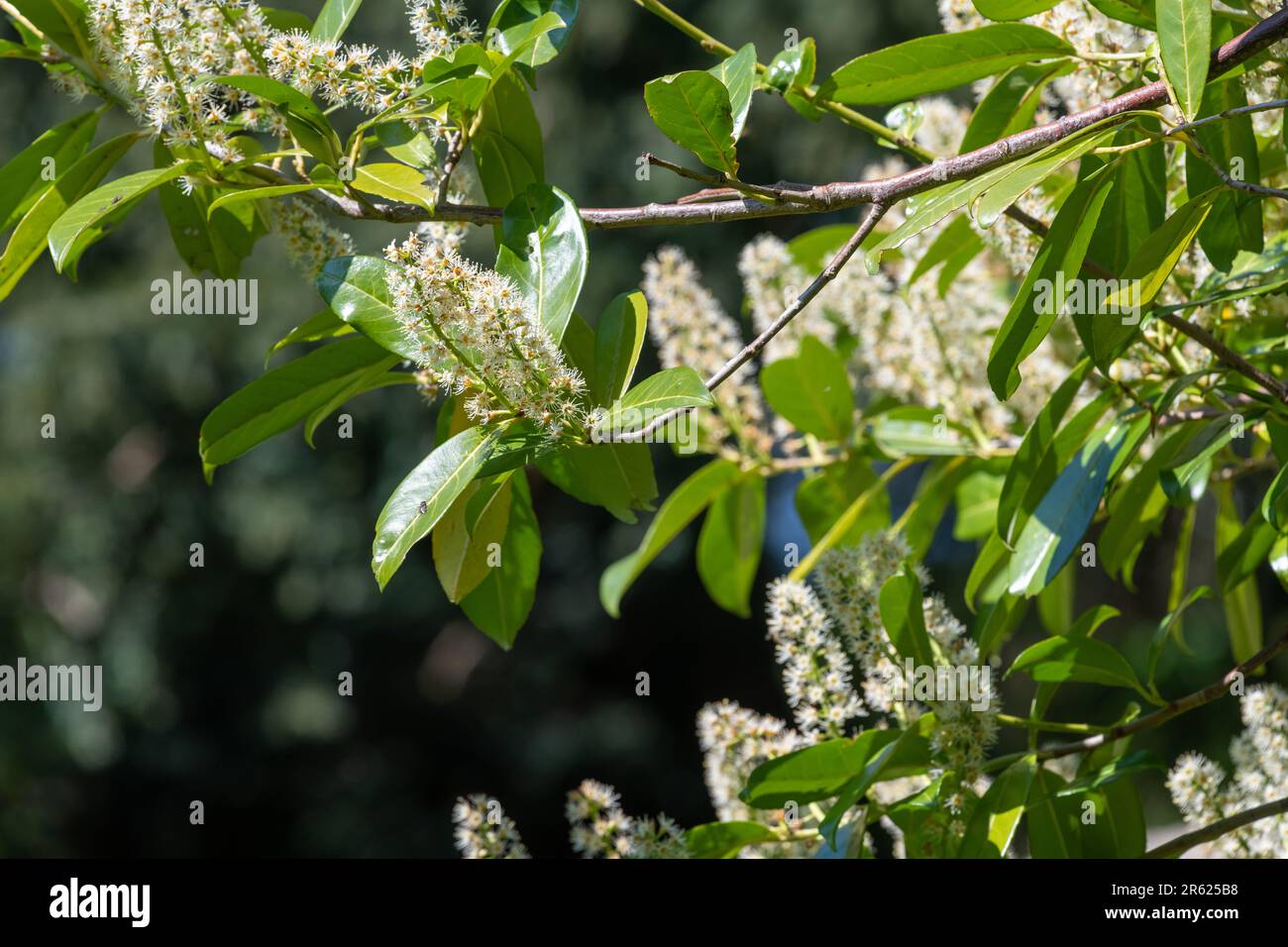 Close up of English laurel (prunus laurocerasus) flowers in bloom Stock ...