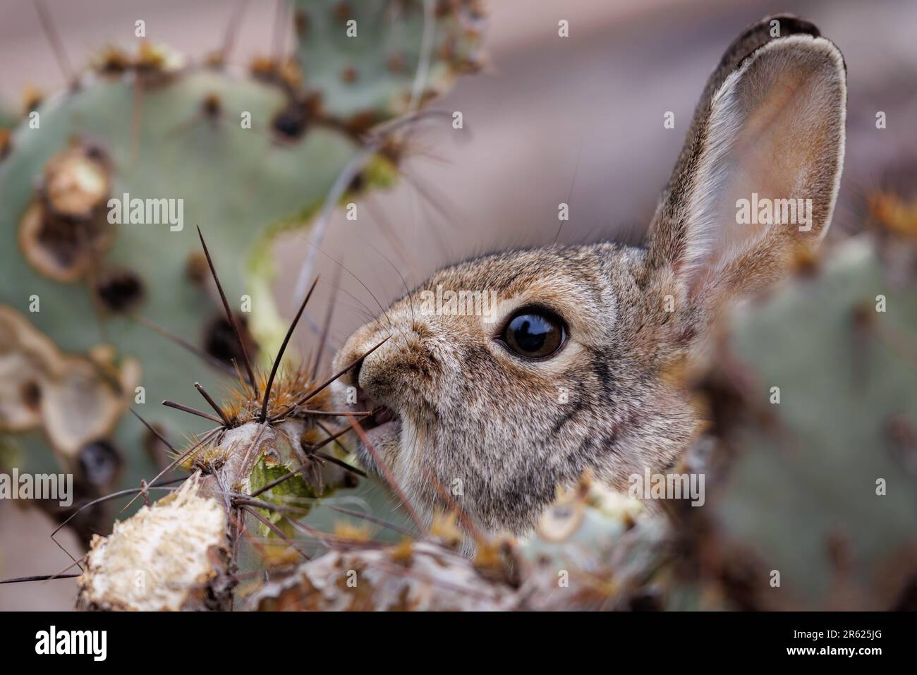 Desert Cottontail, Socorro county, New Mexico, USA Stock Photo - Alamy