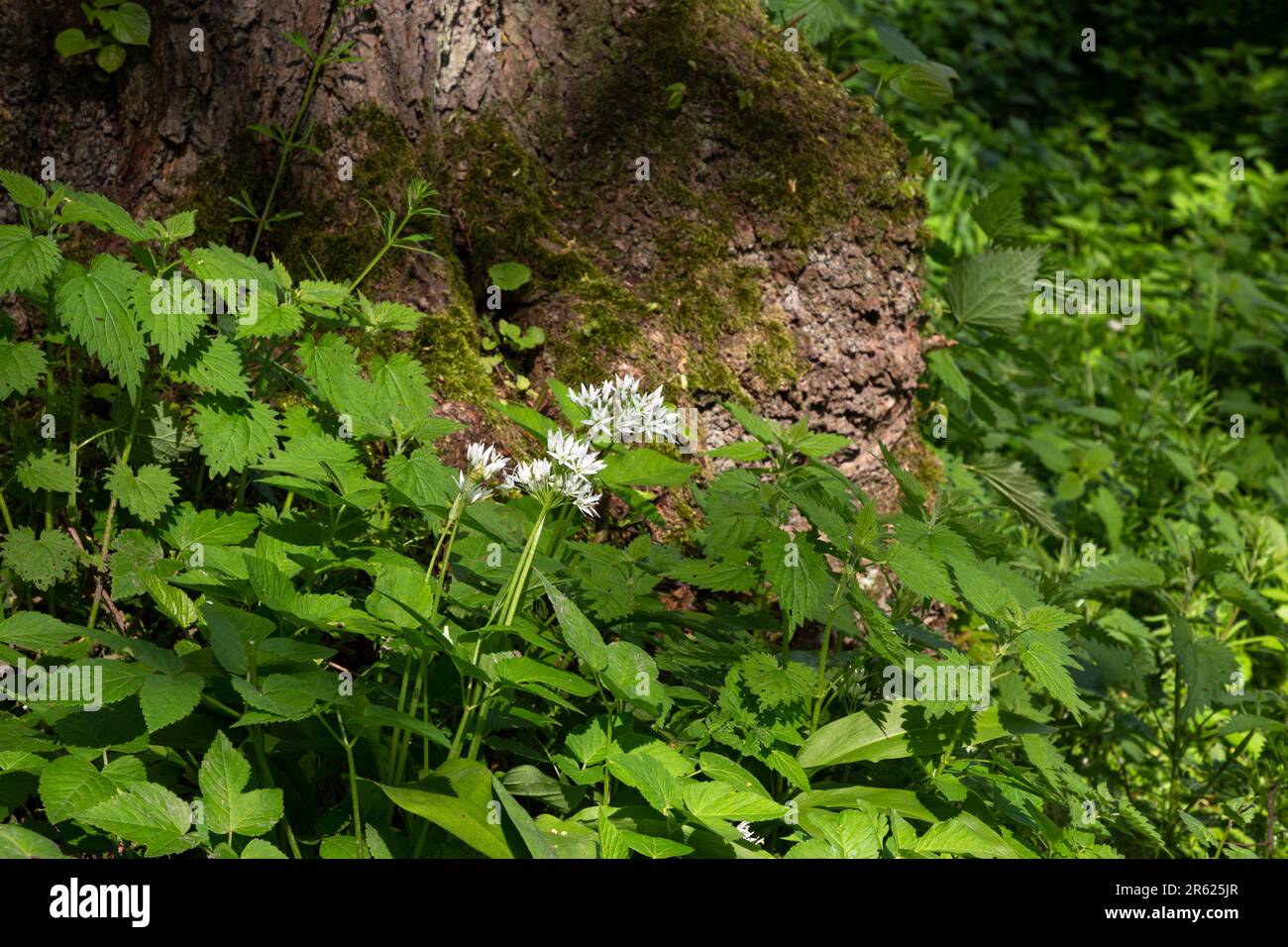 Wild garlic is in bloom and forms a carpet around a tree in the forest ...