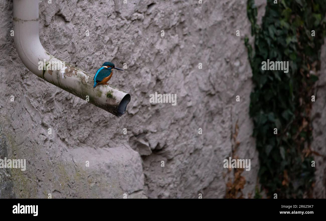 A dainty little bird is perched on the top of a metal pipe, with a ...