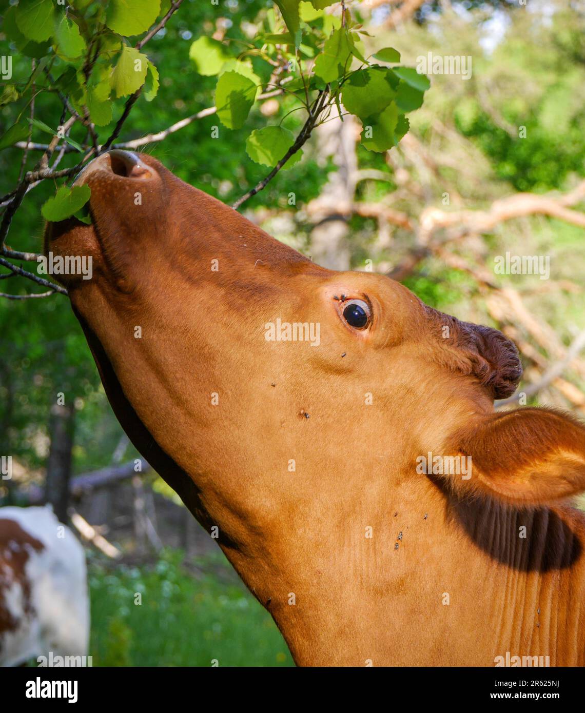 Cow eating leaf hi-res stock photography and images - Alamy